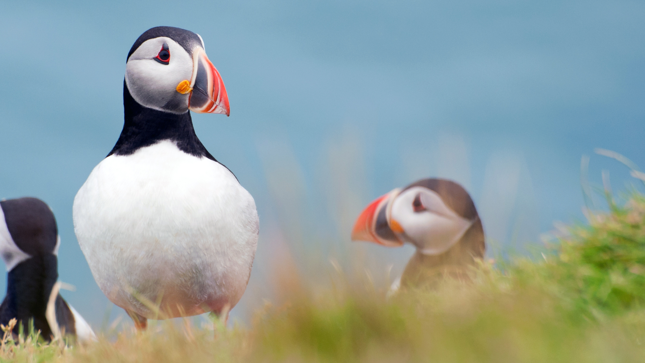 Puffin Tour from Grundarfjörður | Snæfellsnes Excursions